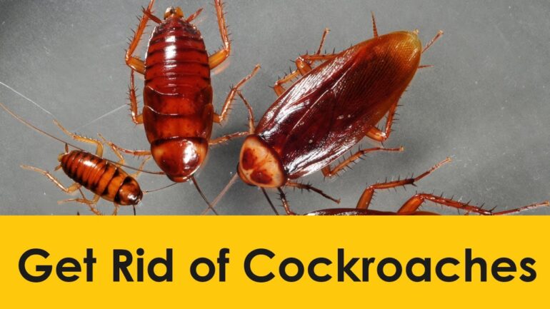 Easy Home Remedies to Instantly Get Rid of Cockroaches - Times Lifestyle
