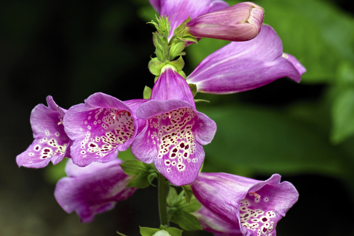 7 Beautiful but Extremely Poisonous Flowers - Times Lifestyle