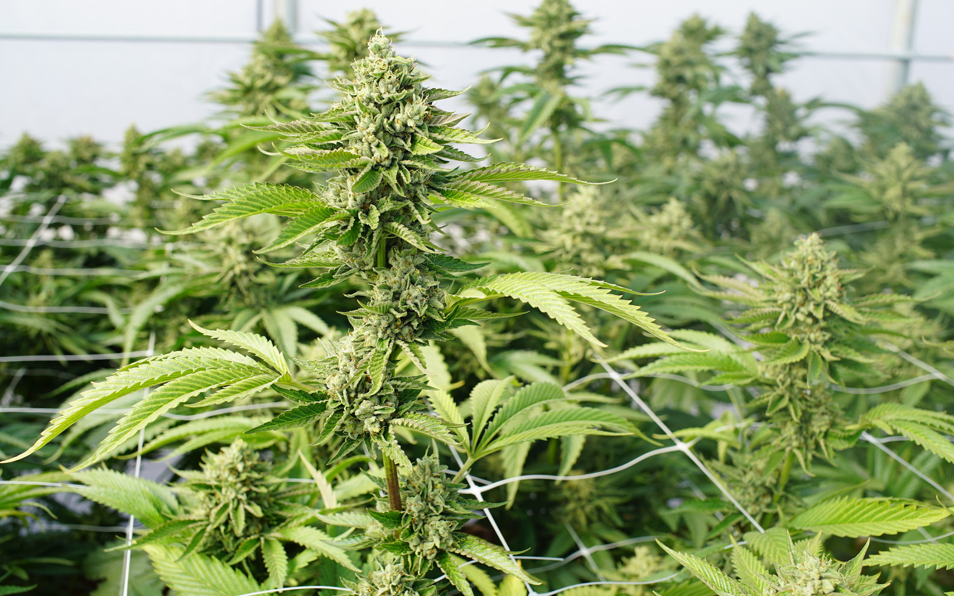 Basics for Growing High Yielding Marijuana - Times Lifestyle