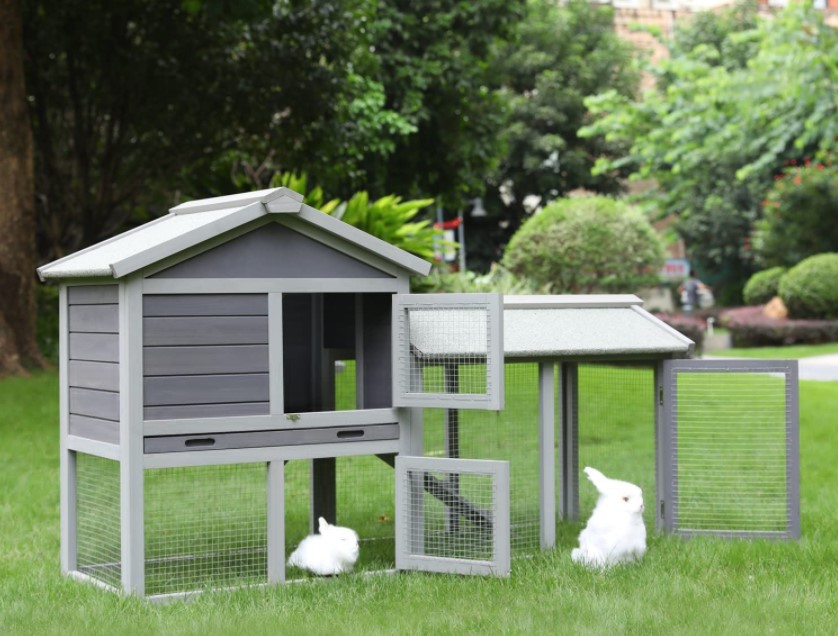 Are Hutches Good For Rabbits? - Times Lifestyle