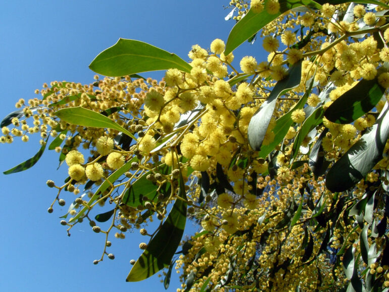 Some Facts About Golden Wattle Flower - Times Lifestyle