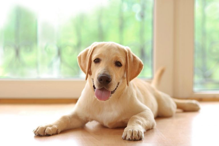 Top 7 Family-Friendly Dog Breeds ─ Finding the Perfect Companion for ...